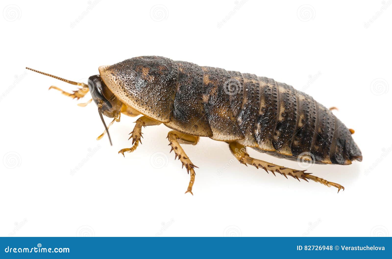 Blaptica Dubia, Dubia Roach, Also Known As The Orange-spotted Roach In ...