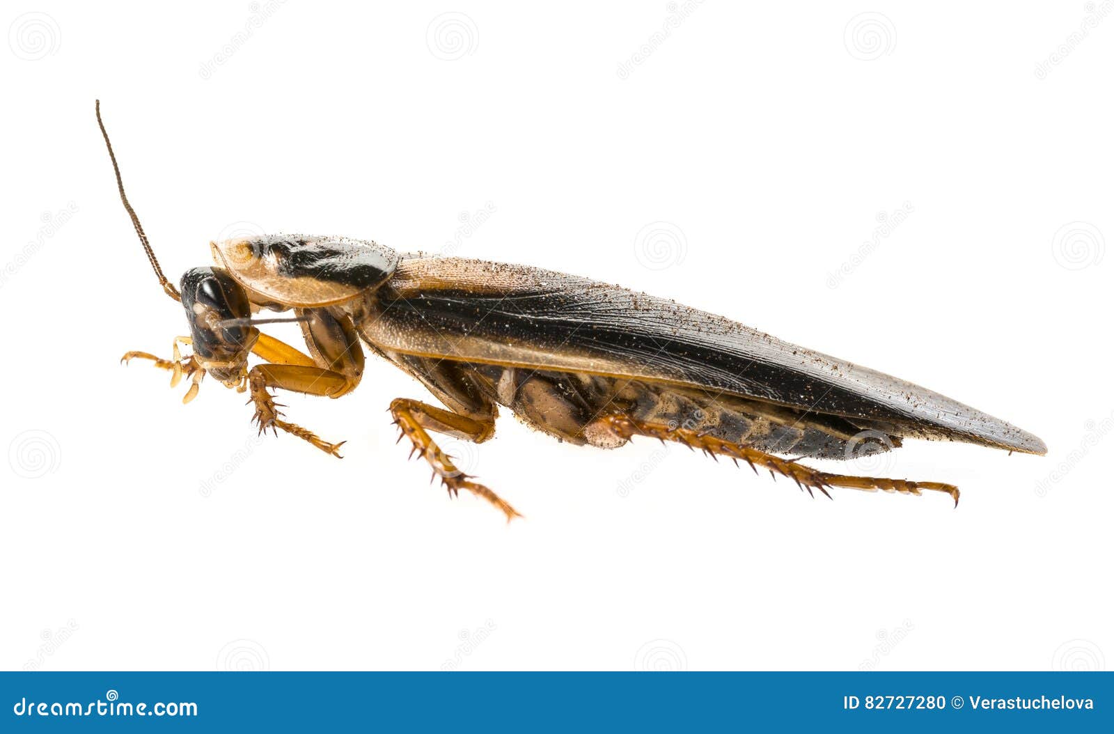 Cockroach - Blaptica dubia stock photo. Image of antenna - 82727280
