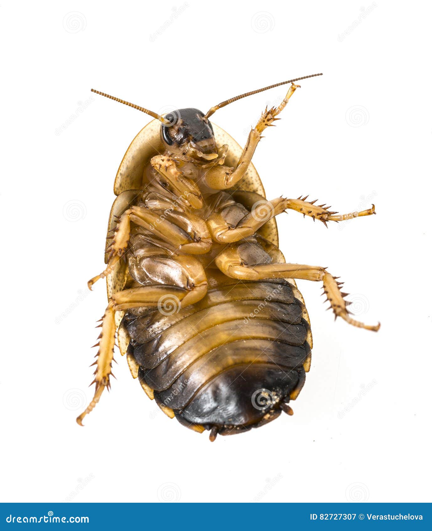 Cockroach - Blaptica dubia stock image. Image of dubia - 82727307