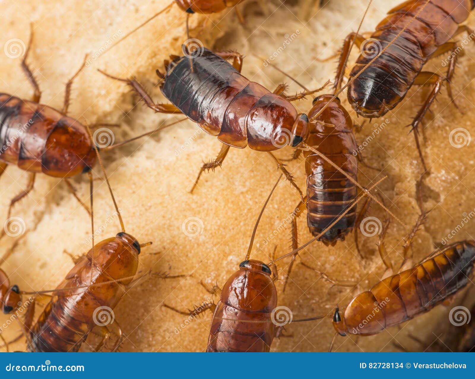 Cockroach - Blatta Lateralis Stock Photo - Image of cockroach, isolated ...