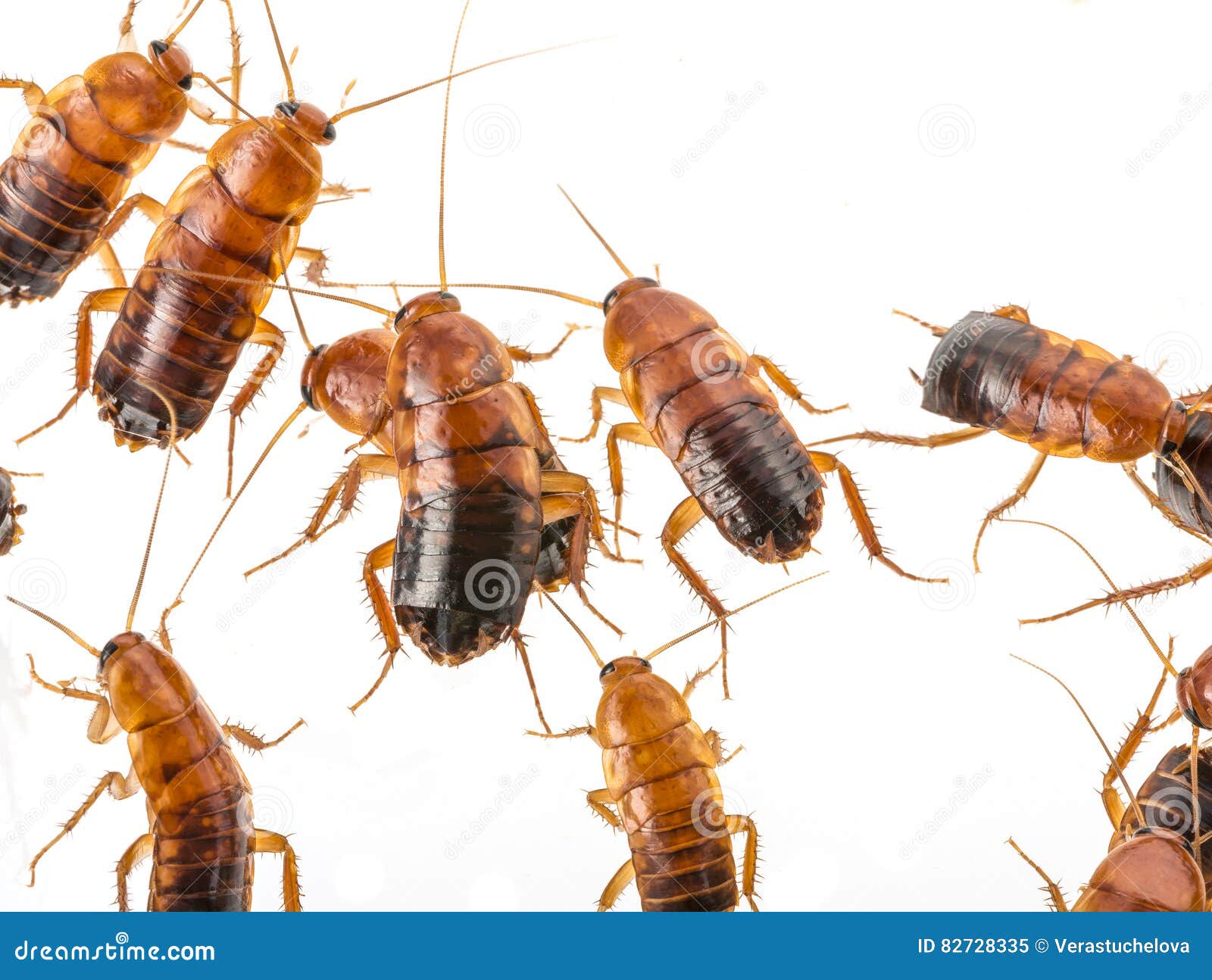 Cockroach - Blatta Lateralis Stock Image - Image of creature, close ...