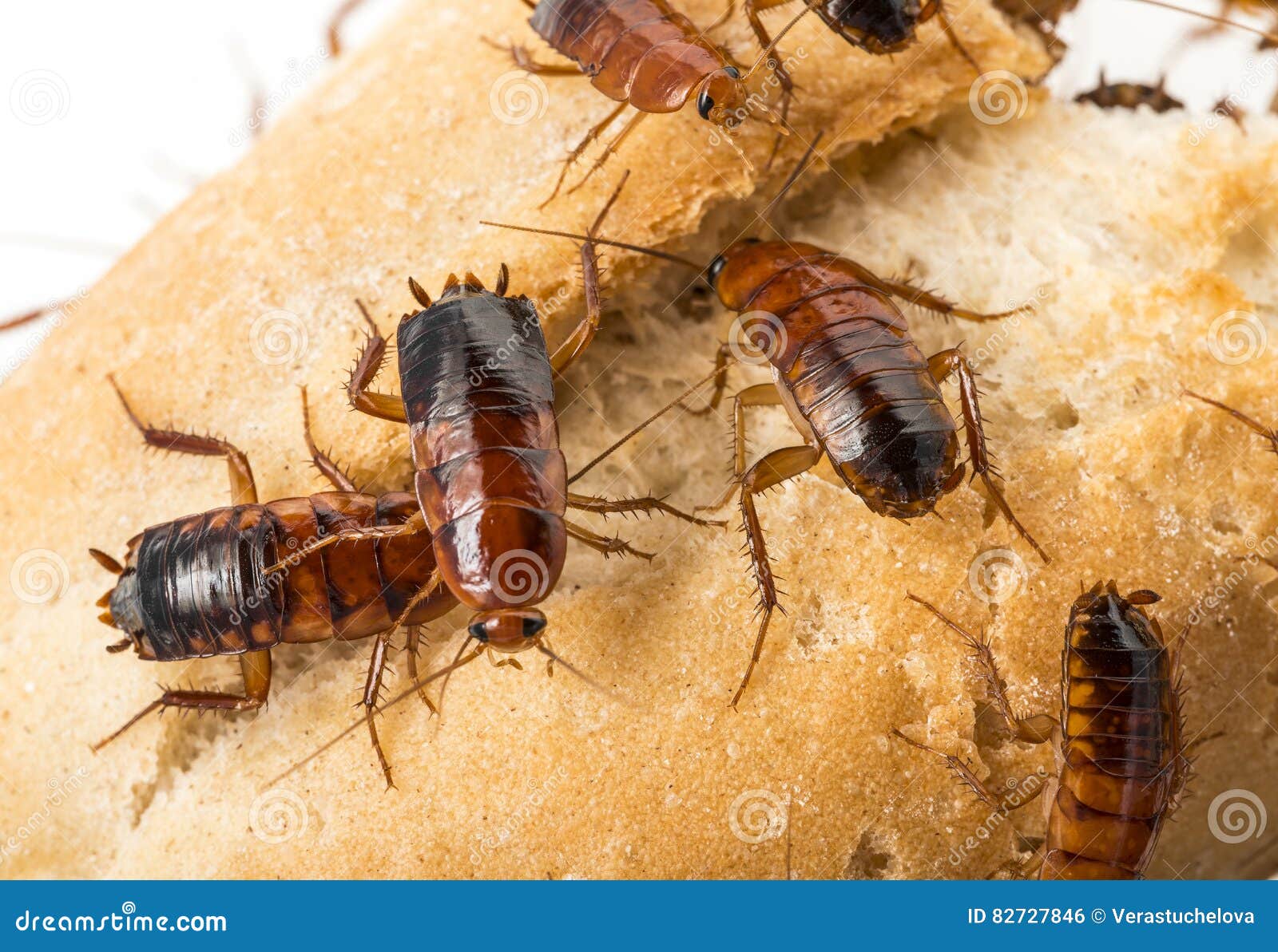 Cockroach - Blatta Lateralis Stock Photo - Image of blatta, food: 82727846