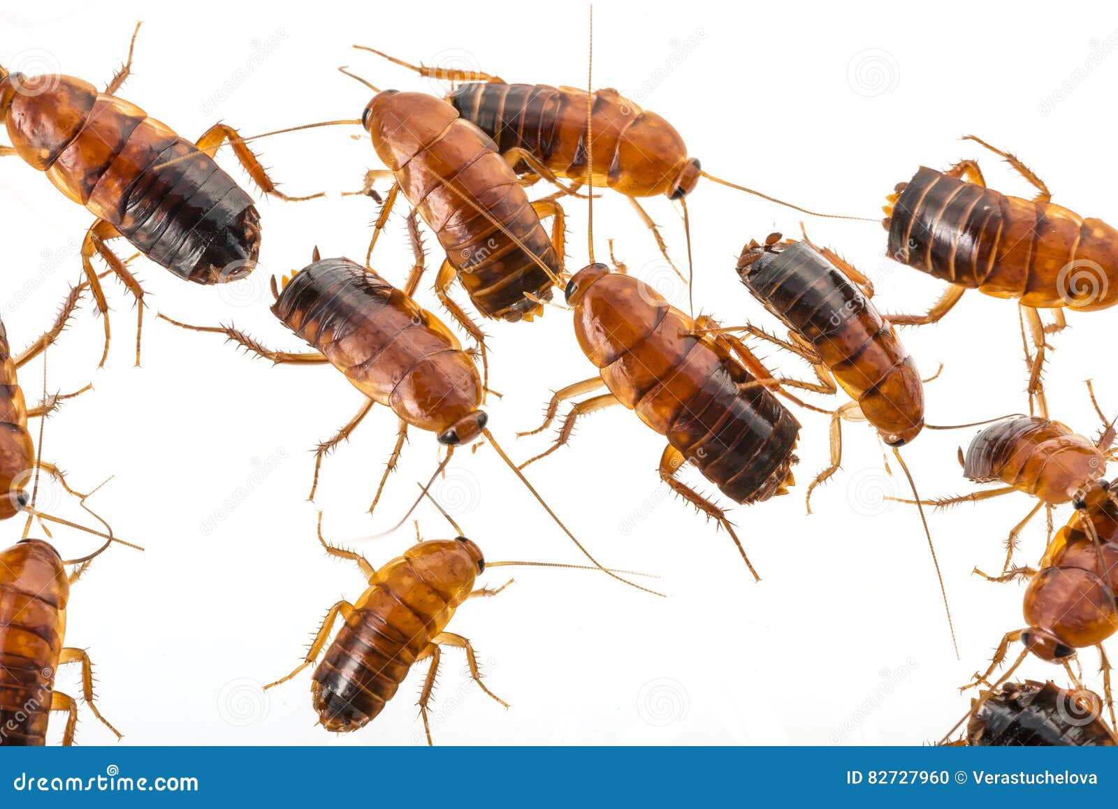 Cockroach - Blatta Lateralis Stock Photo - Image of focus, food: 82727960