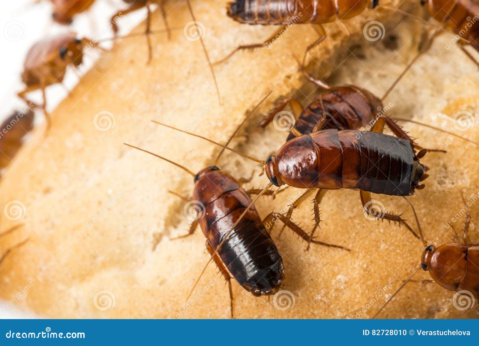 Cockroach - Blatta Lateralis Stock Photo - Image of creepy, brown: 82728010