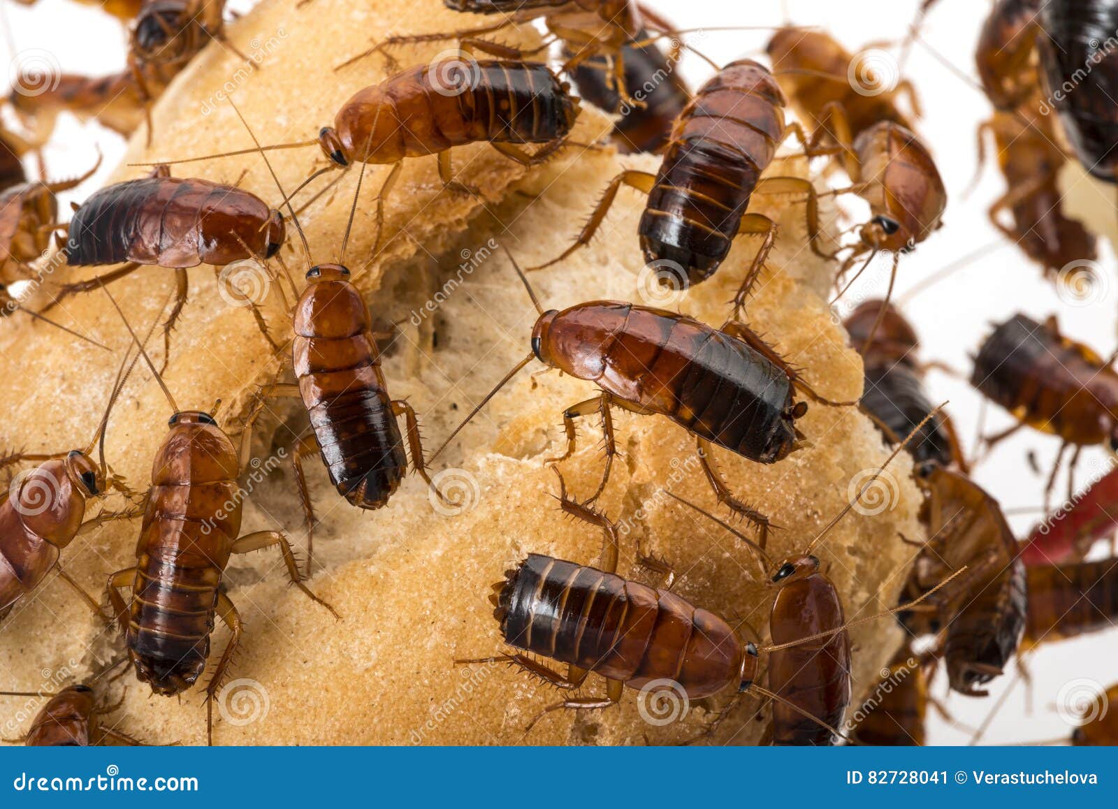 Cockroach - Blatta Lateralis Stock Image - Image of animals, control ...