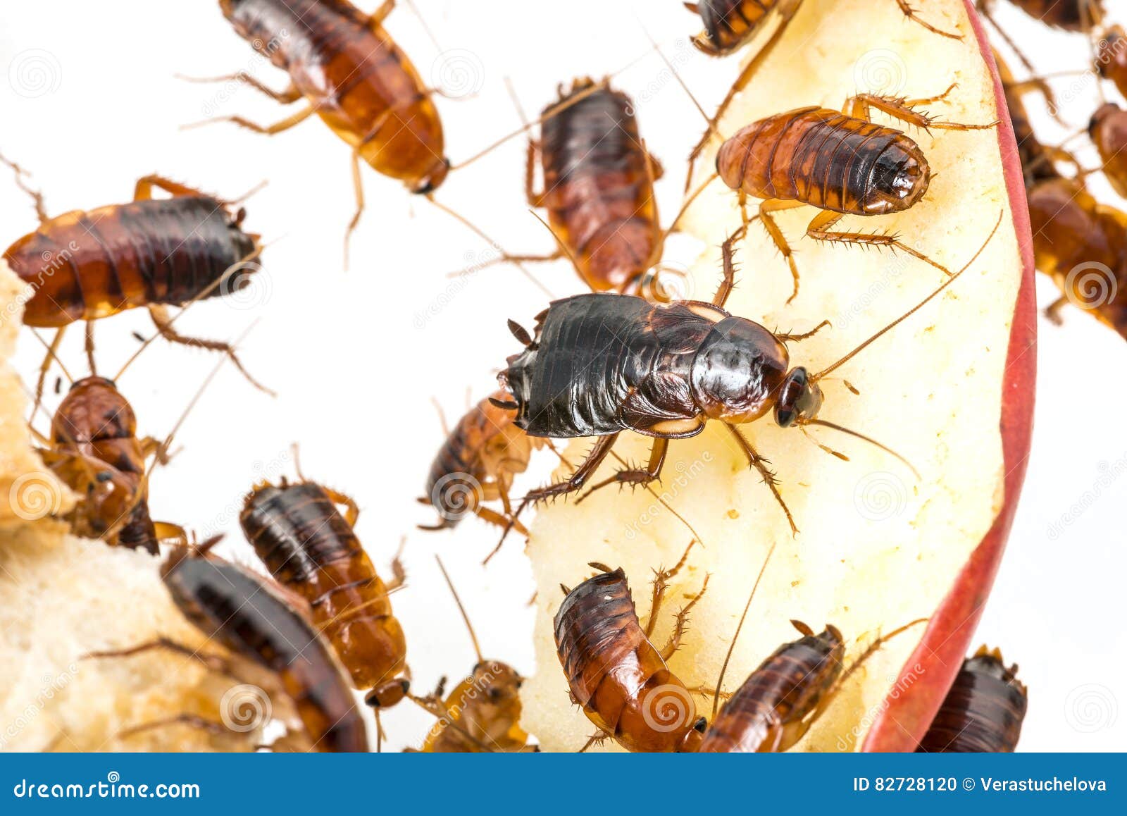 Cockroach - Blatta Lateralis Stock Photo - Image of feeding, cockroach ...