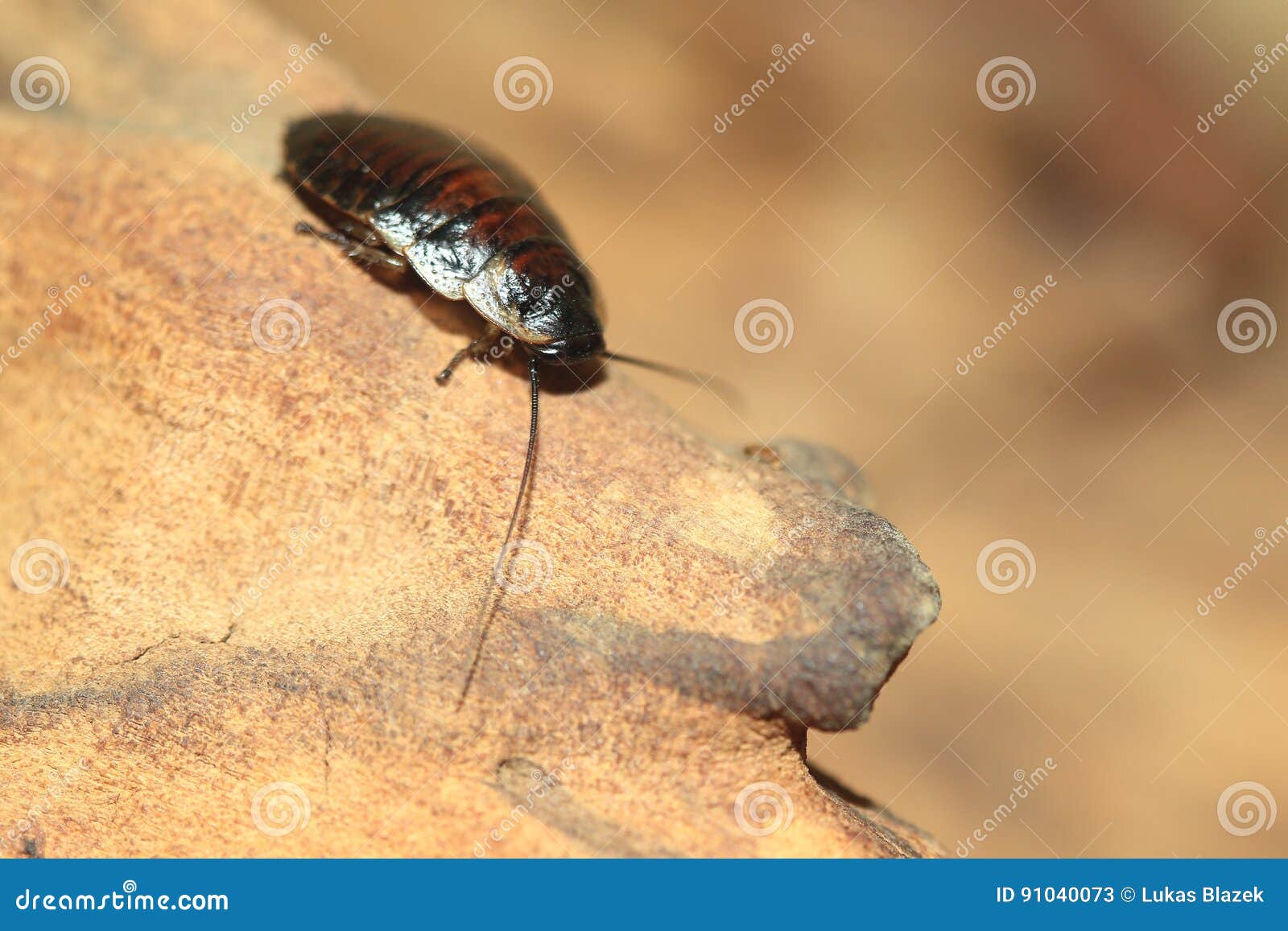 Cockroach - Blatta Rhombifolia Stock Image - Image of adult, insect ...