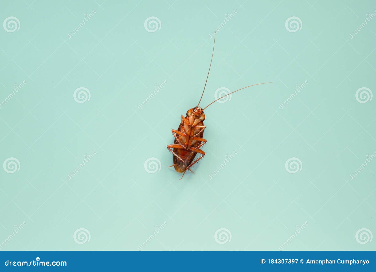 Cockroach on Blue Background. Insect Bug Stock Image - Image of creepy ...
