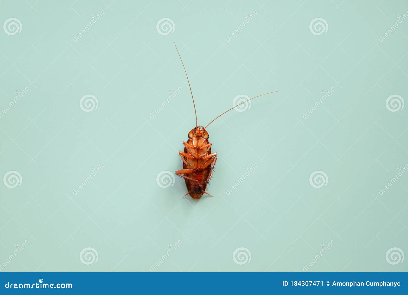 Cockroach on Blue Background. Insect Bug Stock Image - Image of malaria ...
