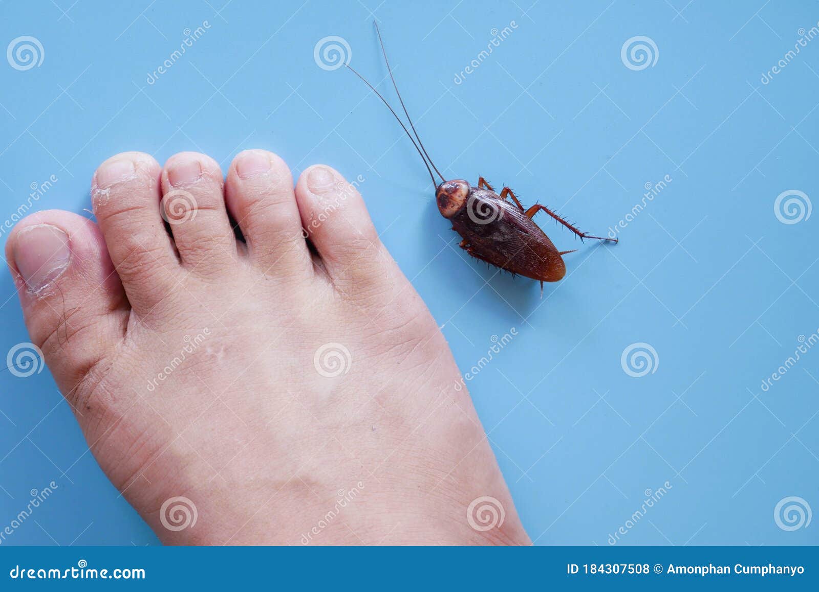 Cockroach on Blue Background. Insect Bug Stock Photo - Image of wings ...
