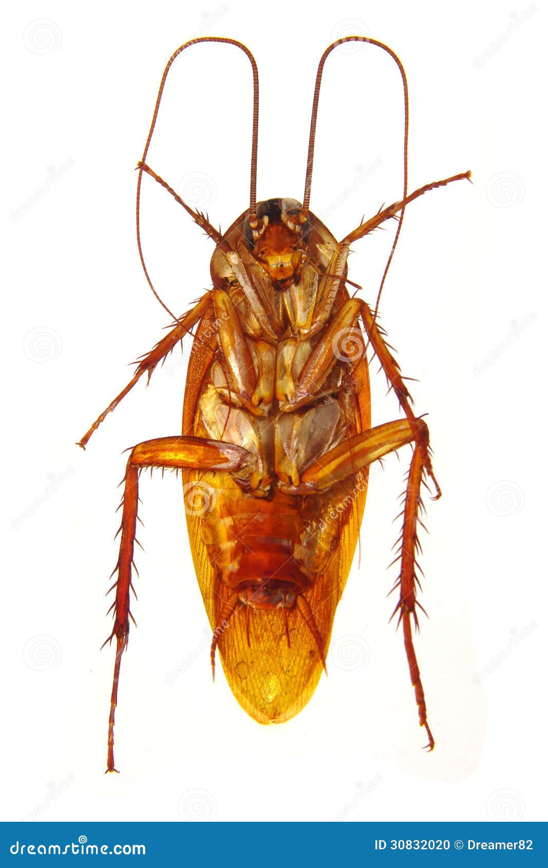 Cockroach Bottom View Isolated on White Stock Photo - Image of insect ...
