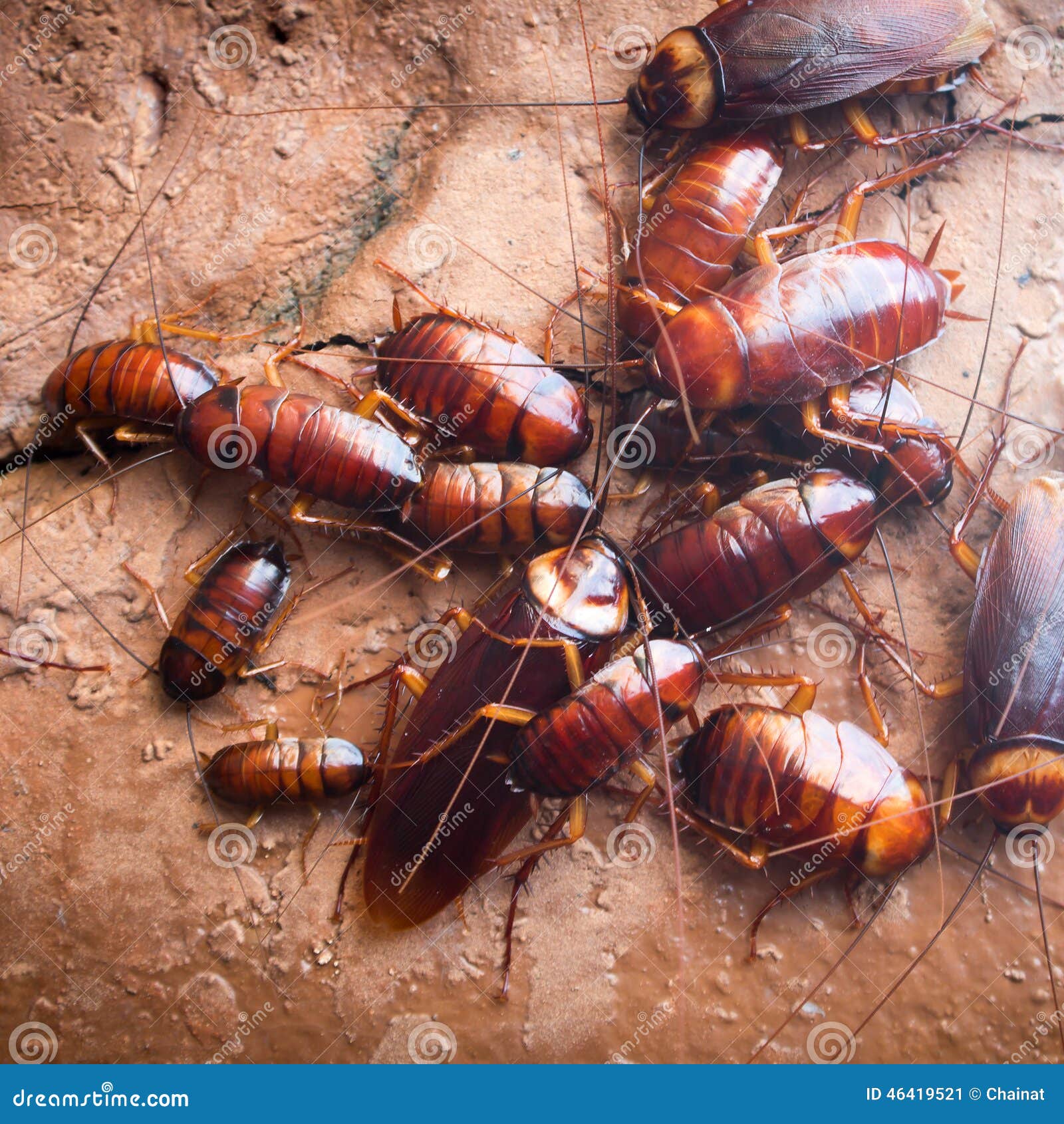 Cockroach stock image. Image of brown, pest, crawly, creature - 46419521