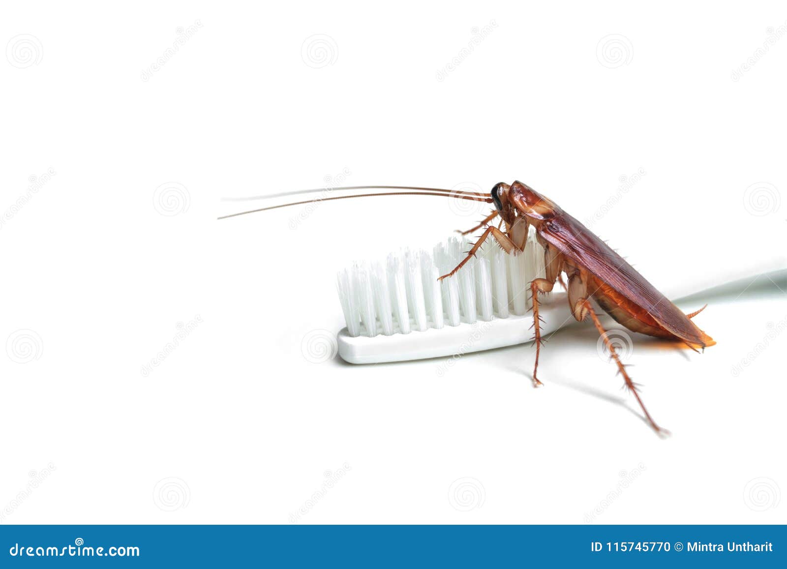 Cockroach on Brush Teeth with Background. Stock Photo - Image of head ...
