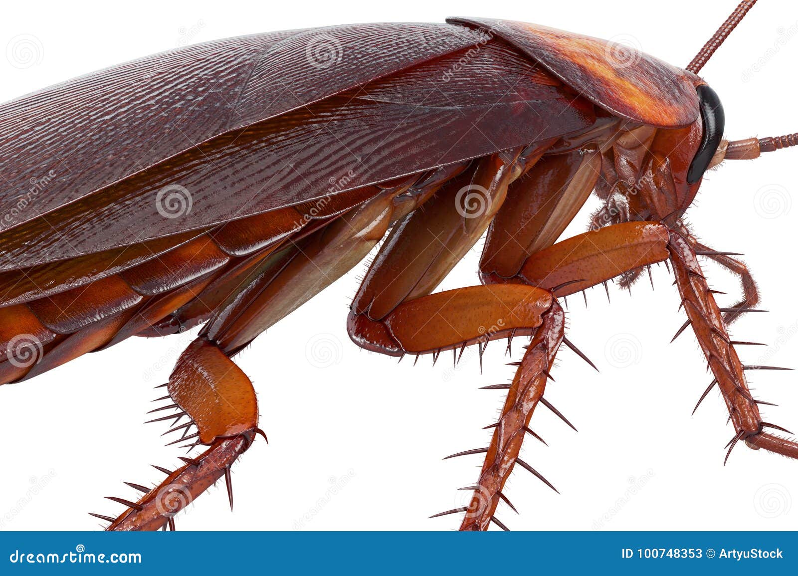 Cockroach Bug American Creature, Close View Stock Illustration ...
