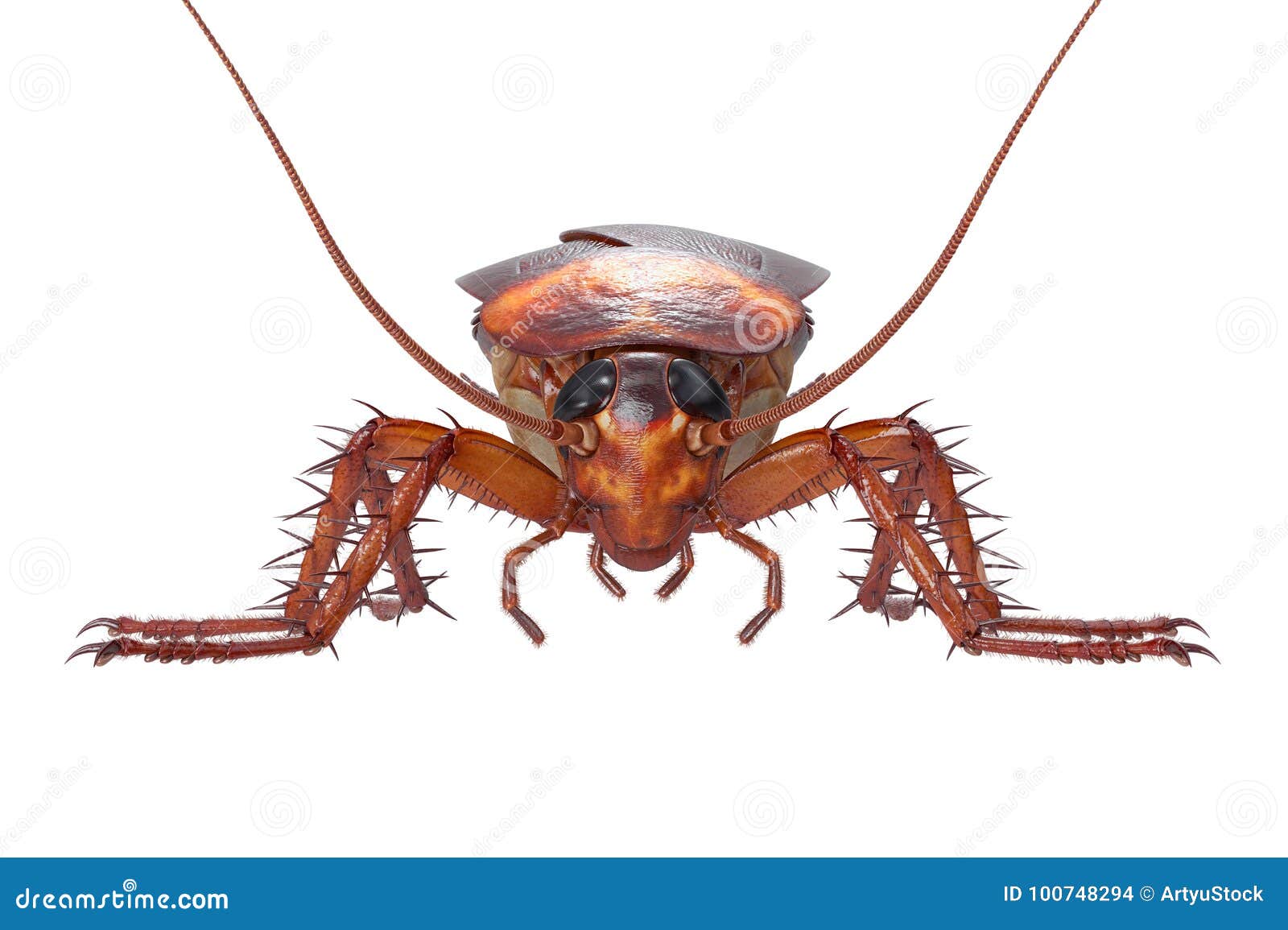 Cockroach Bug Insect Roach, Front View Stock Illustration ...