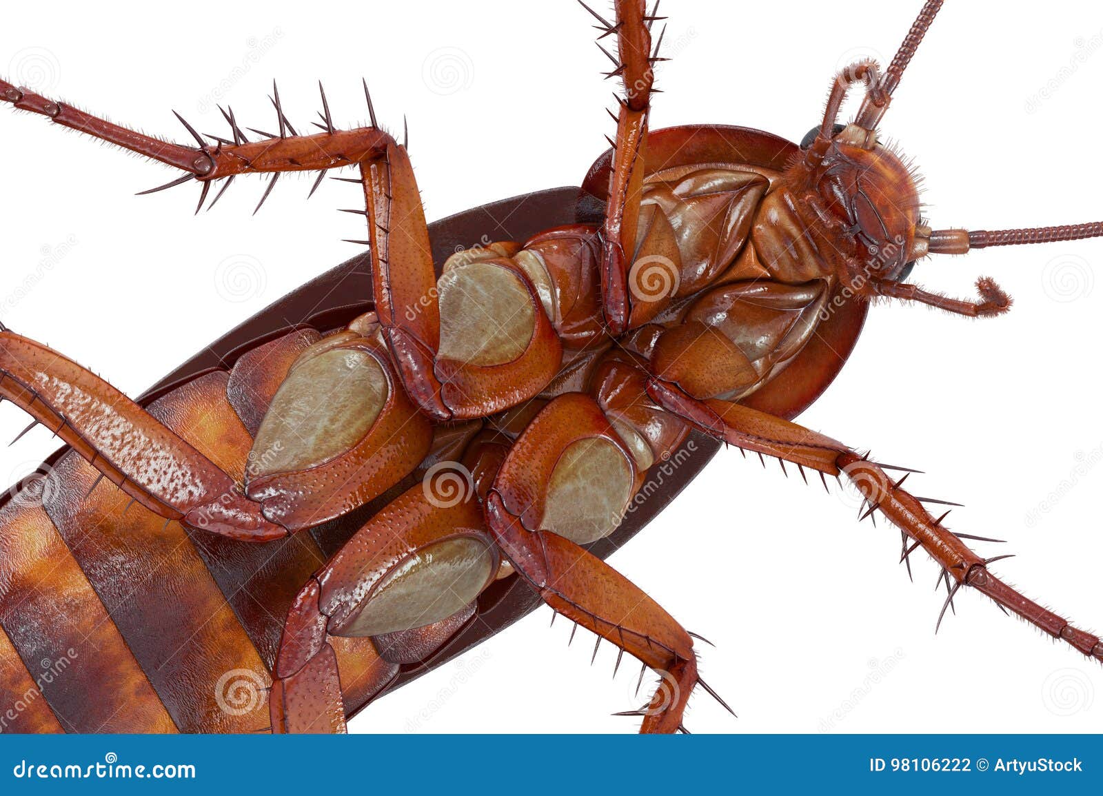 Cockroach Bug Small Orange, Close View Stock Illustration ...