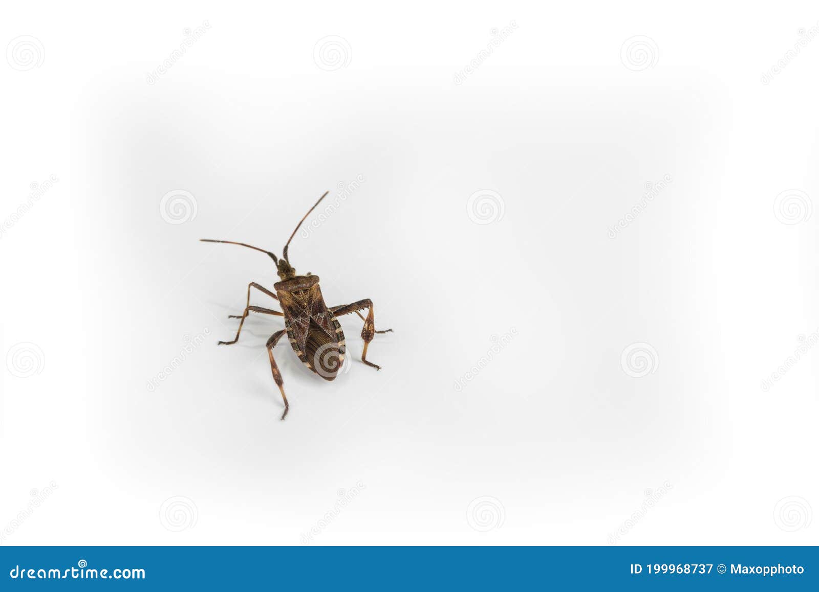 Cockroach Bug on a White Background Stock Image - Image of cockroach ...
