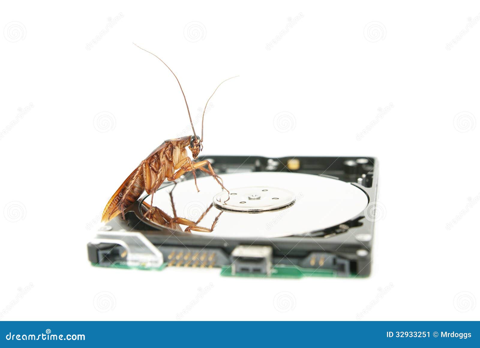 Cockroach Climbing on Hard Disk Drive Stock Image - Image of monster ...