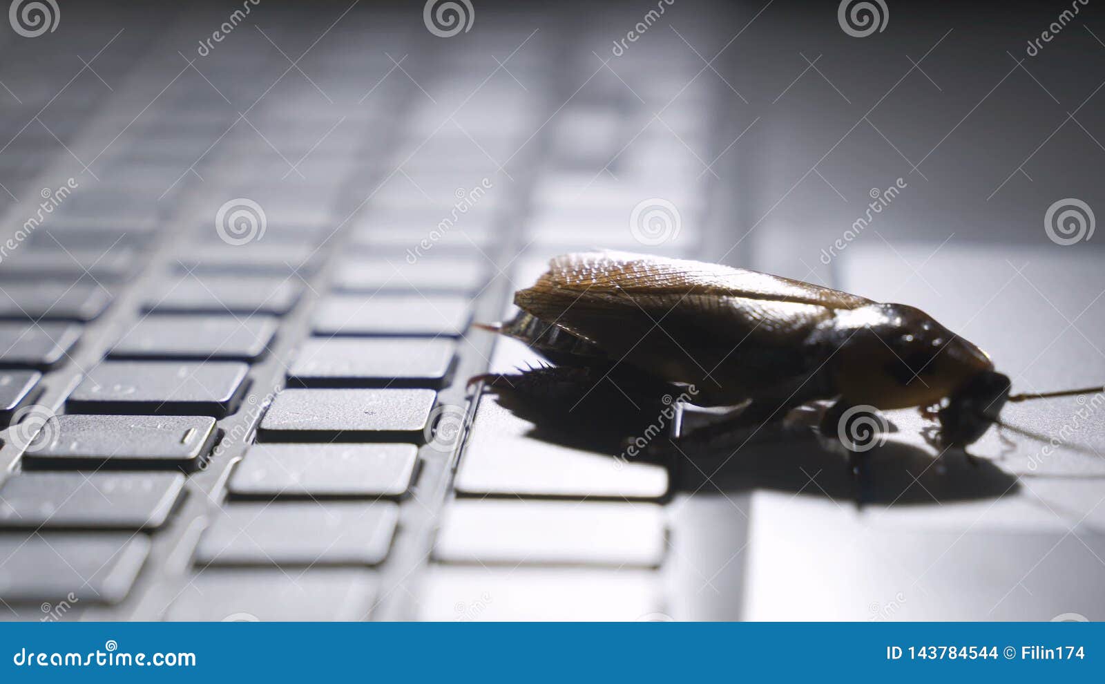 Cockroach Climbing on Keyboard To Present about Computer Attacked from ...
