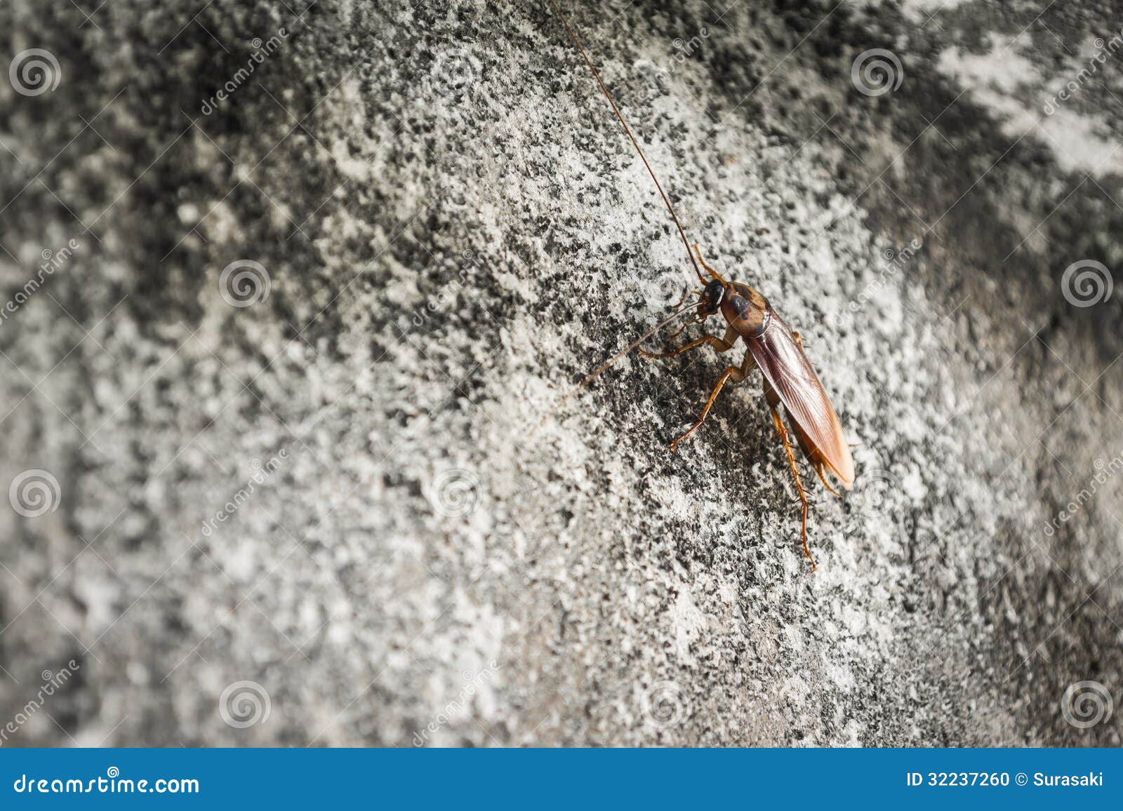 Cockroach stock photo. Image of dirty, wall, insect, macro - 32237260
