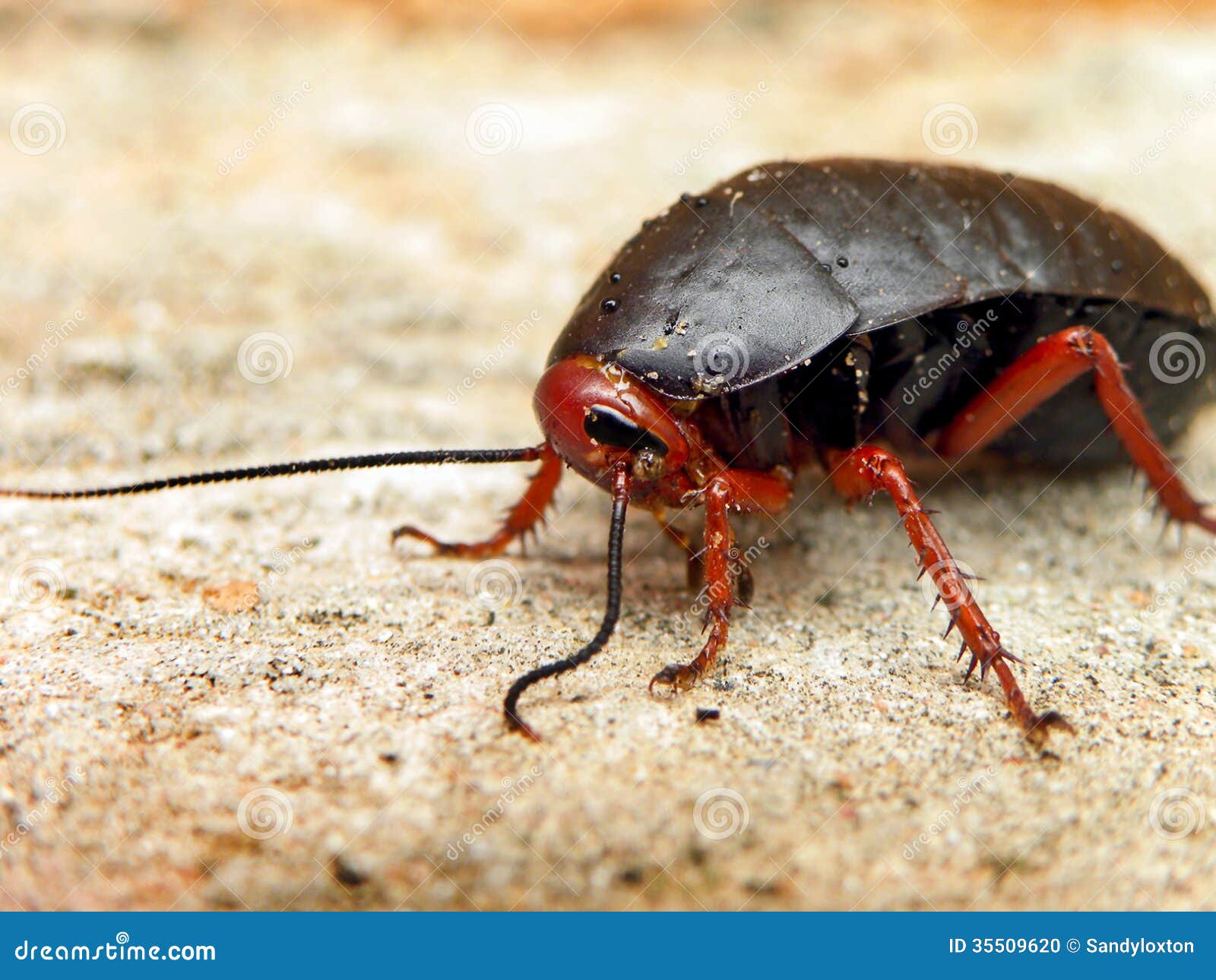Cockroach stock photo. Image of insect, predator, garden - 35509620