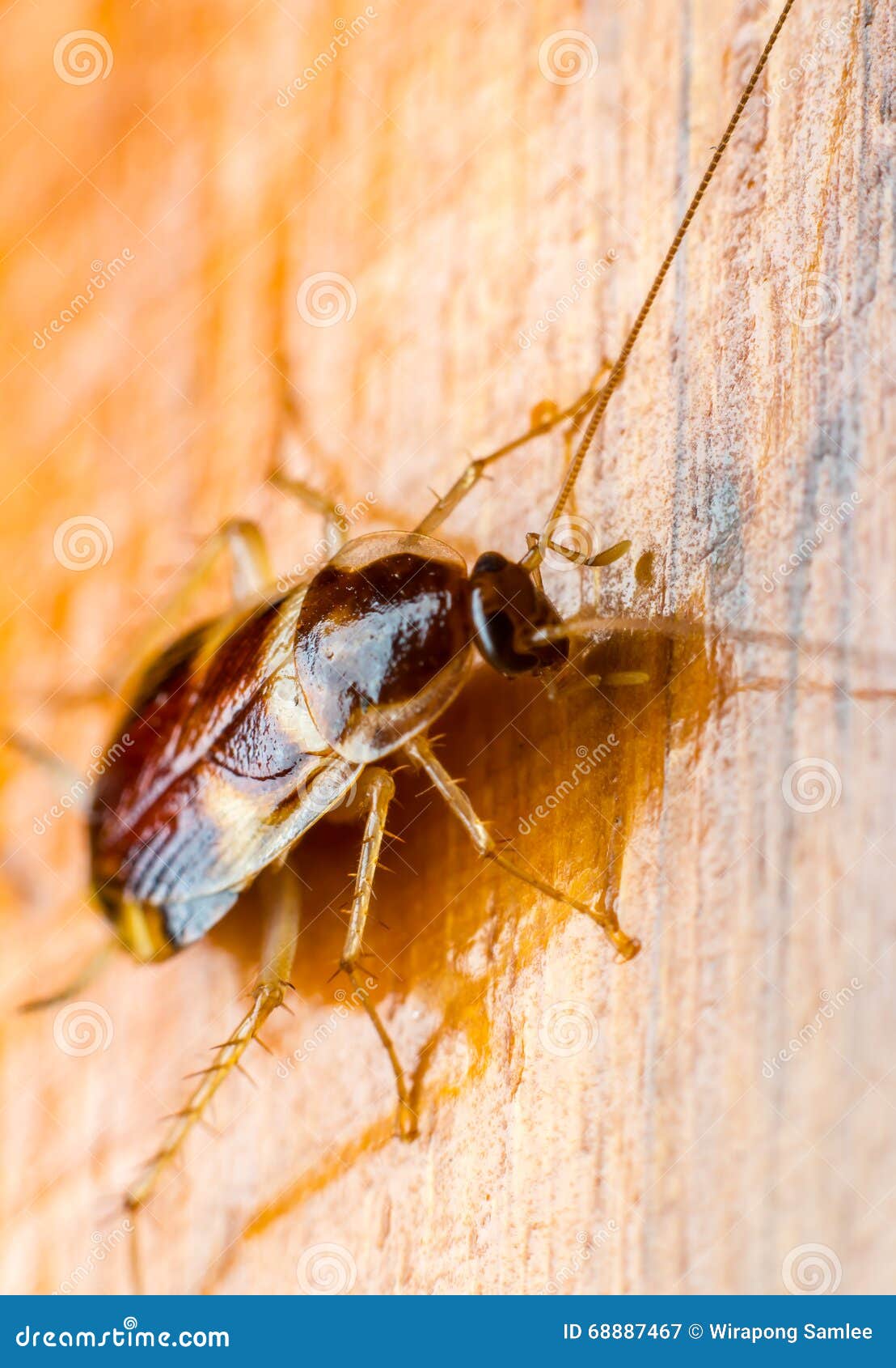 Turkestan Cockroach (Blatta Lateralis), Also Known As The Rusty Royalty ...