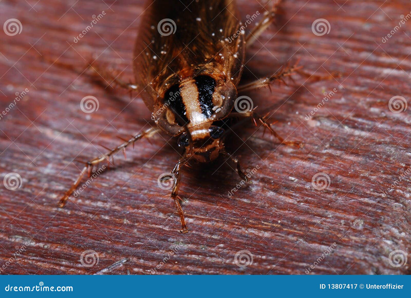 Cockroach Closeup stock image. Image of dark, cockroach - 13807417