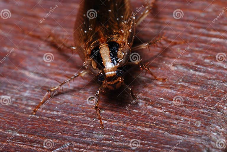 Cockroach Closeup stock image. Image of dark, cockroach - 13807417