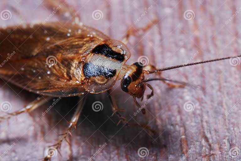 Cockroach Closeup stock photo. Image of hide, laboratory - 17215740