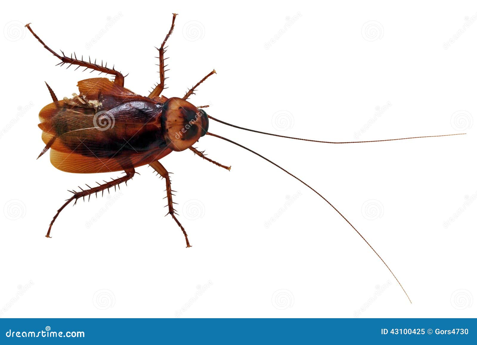 1,093 Wing Cockroach Photos - Free & Royalty-Free Stock Photos from ...