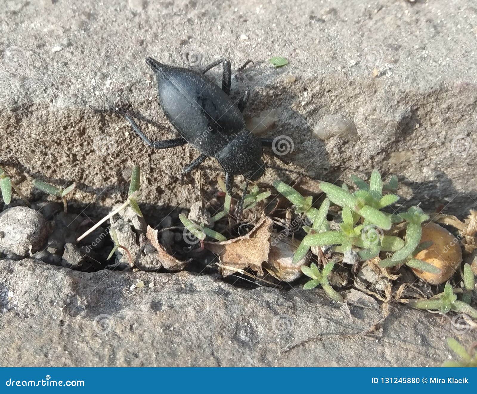Cockroach stock photo. Image of black, nature, insects - 131245880