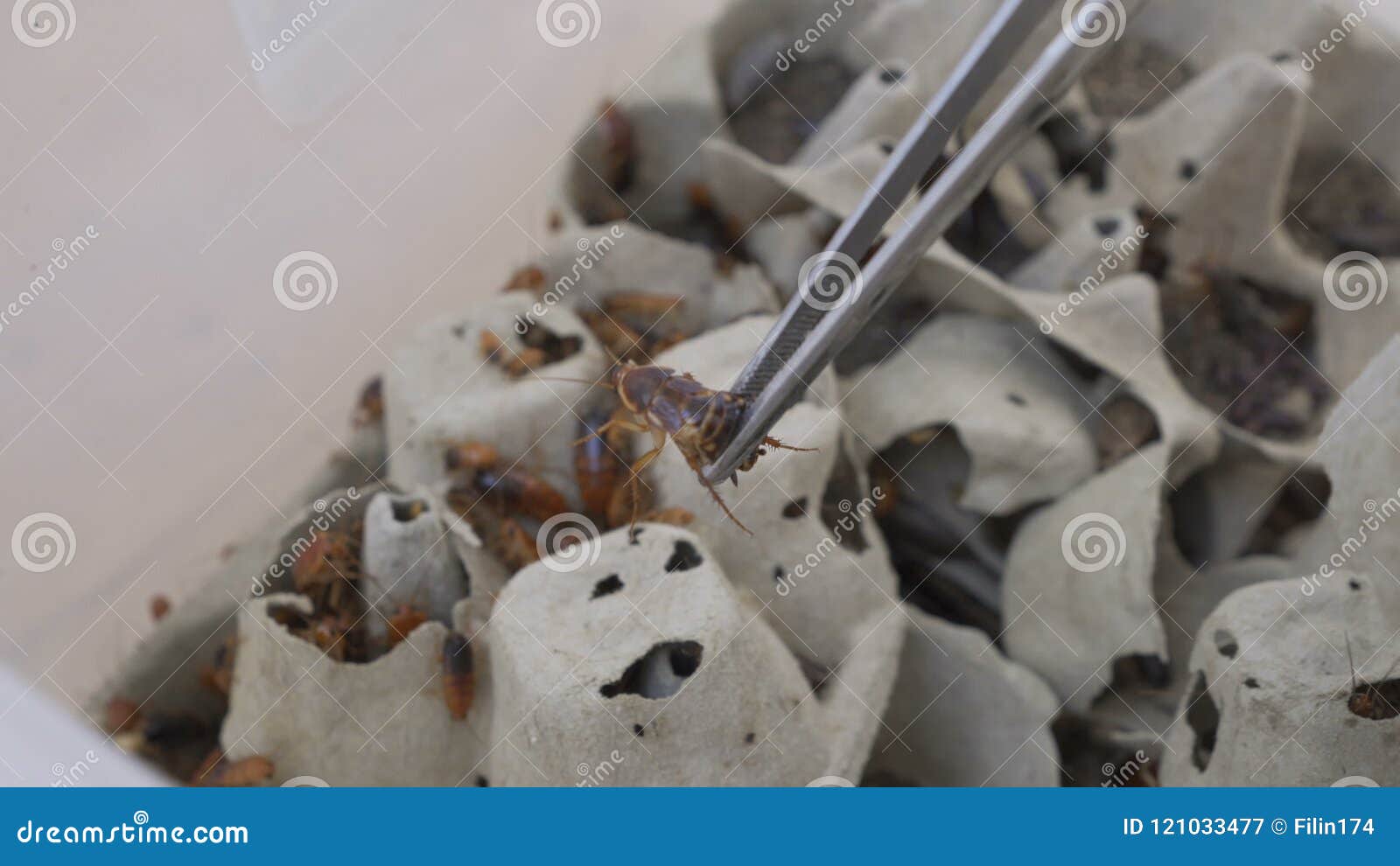 Cockroach Colony in the Zoo Stock Video - Video of dirt, ailment: 121033477