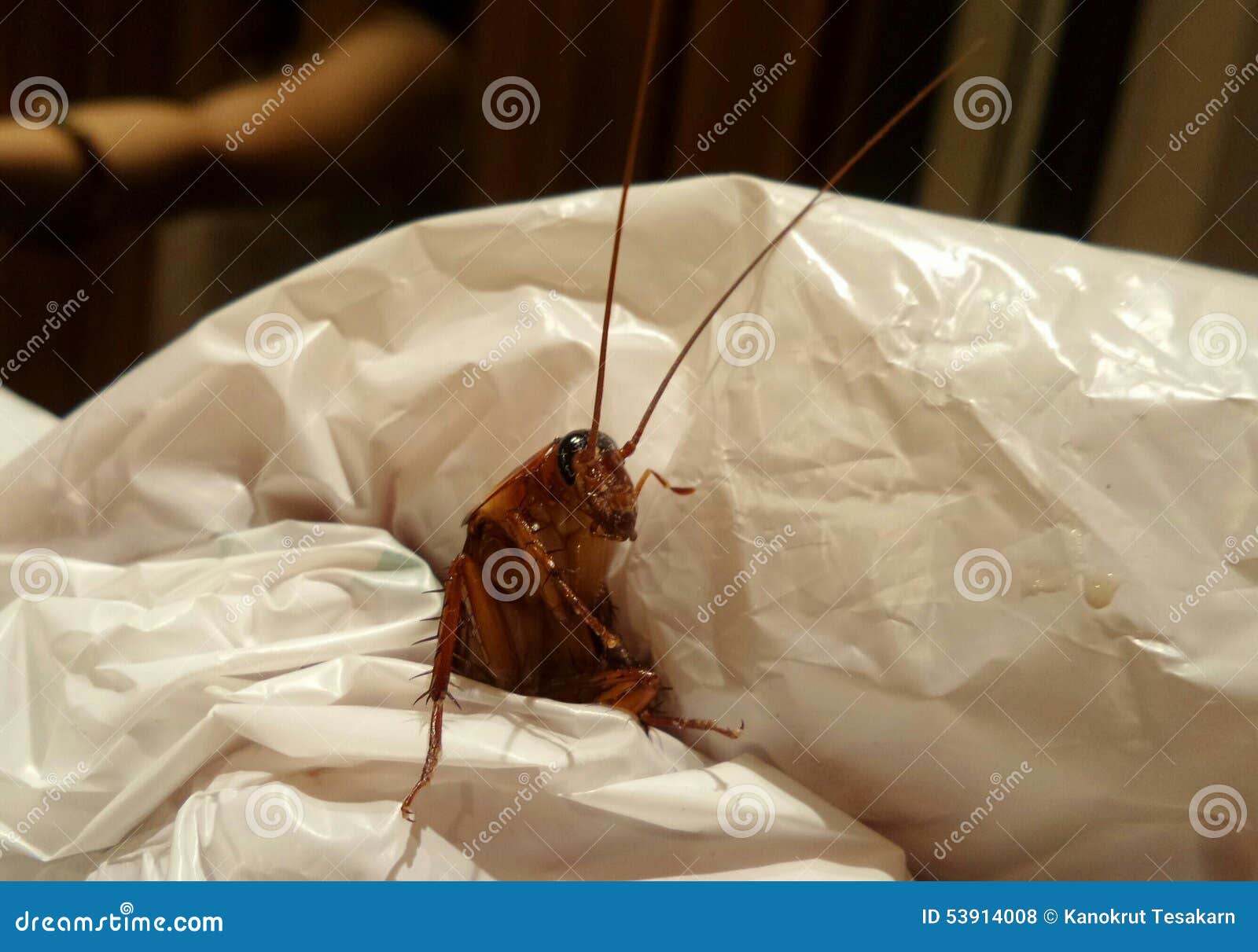Cockroach Caught in Tissue Napkin Stock Photo - Image of claw, hygiene ...