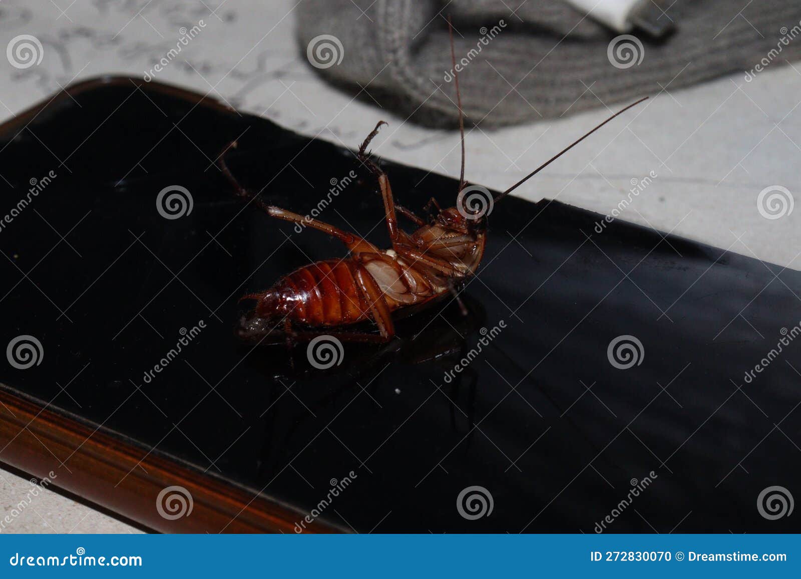A Cockroach on Computer Keyboard Stock Photo - Image of creepy ...