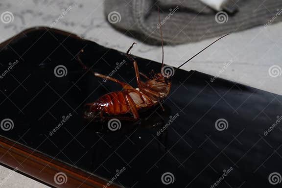 A Cockroach on Computer Keyboard Stock Photo - Image of creepy ...
