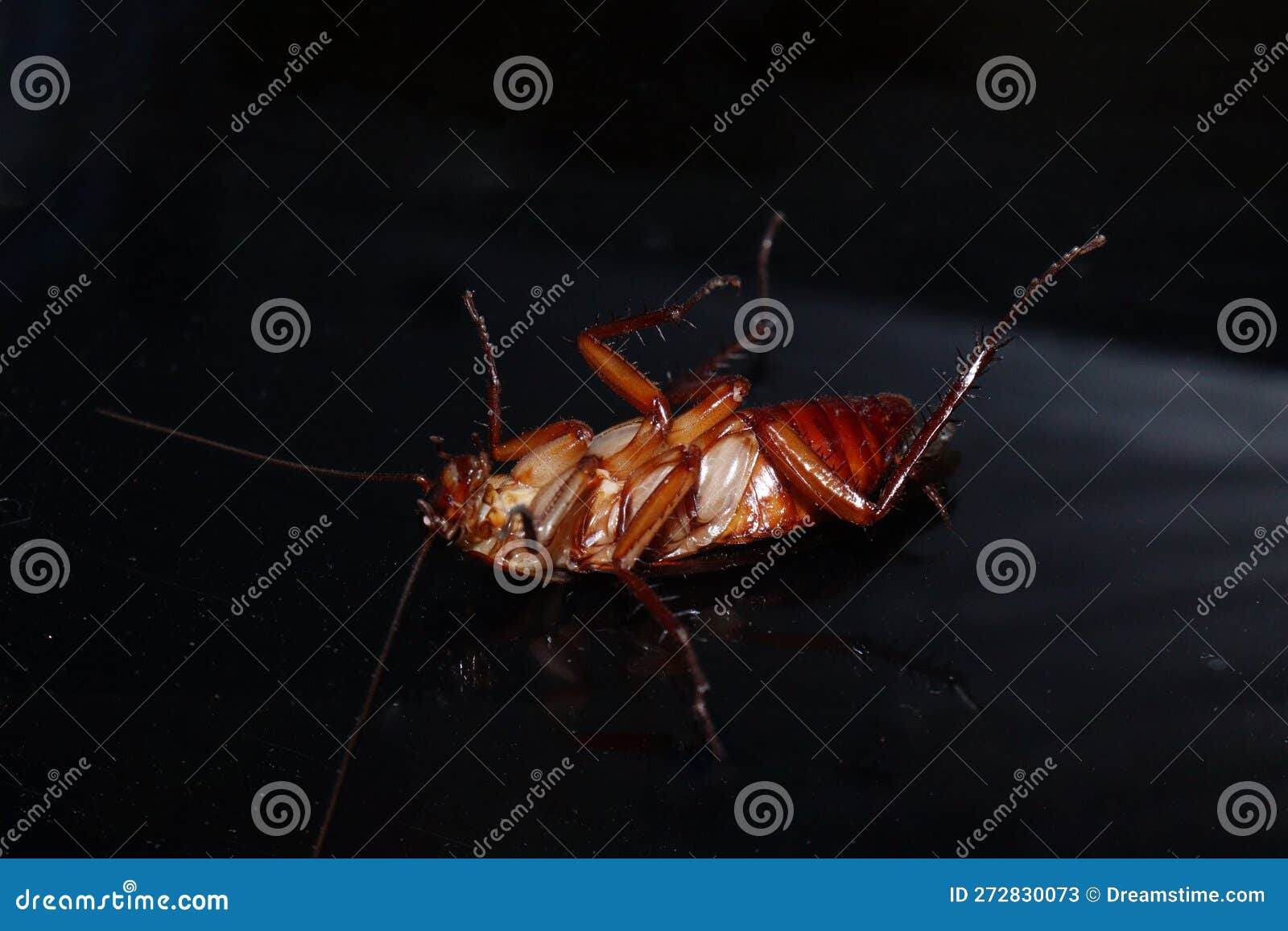 A Cockroach on Computer Keyboard Stock Image - Image of computer ...