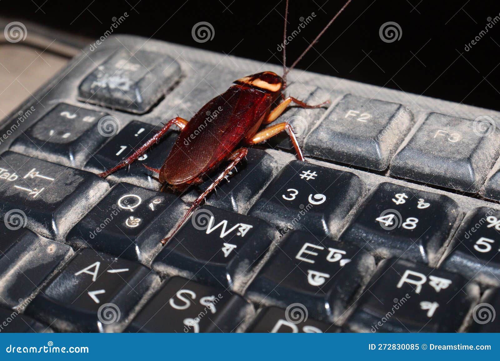 A Cockroach on Computer Keyboard Stock Image - Image of work, needle ...