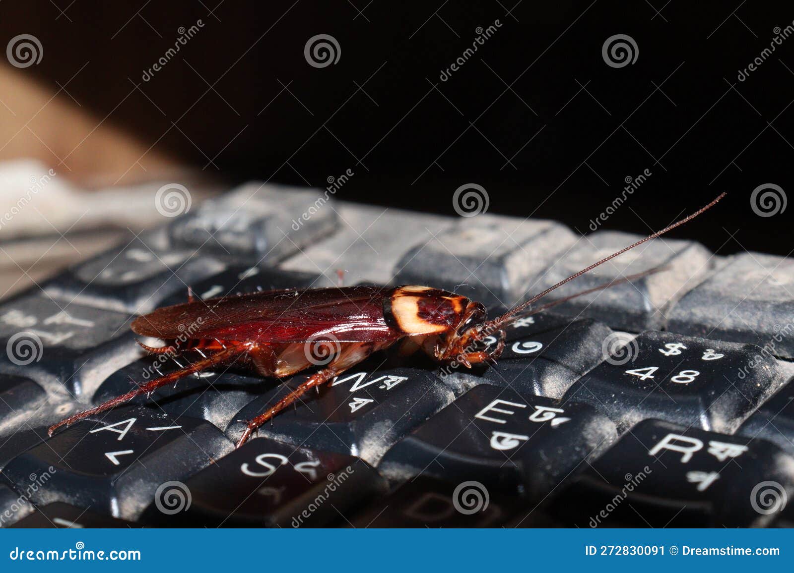 A Cockroach on Computer Keyboard Stock Image - Image of dirty, work ...