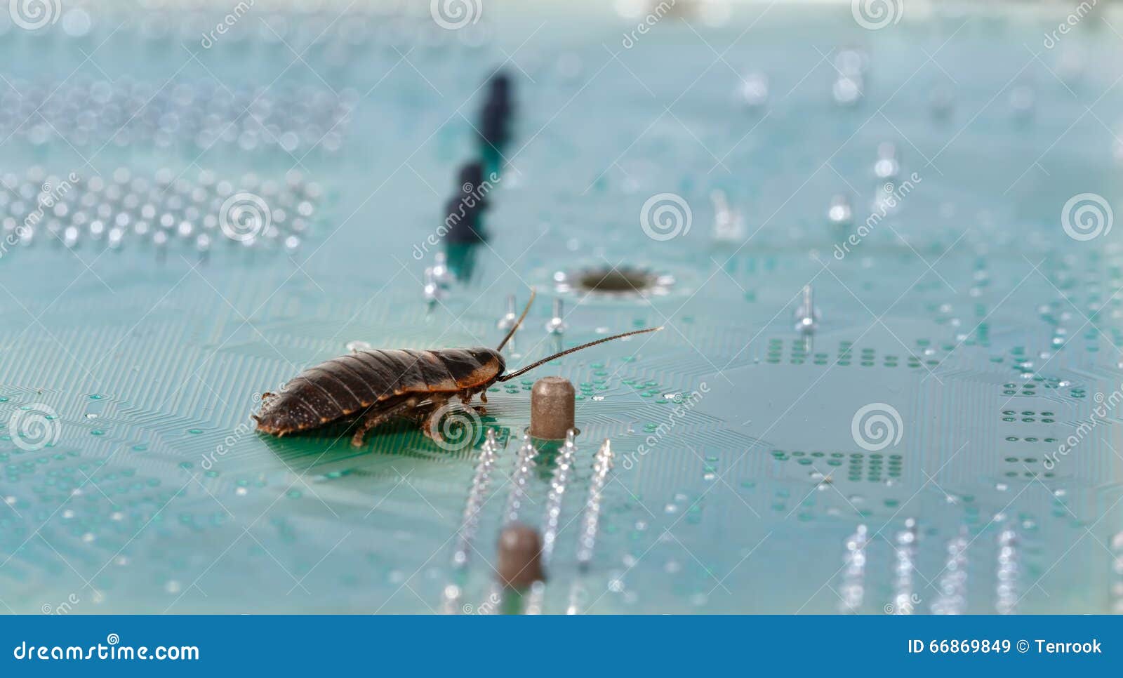 Cockroach on the Computer Microcircuits. Concept of Computer Bu Stock ...
