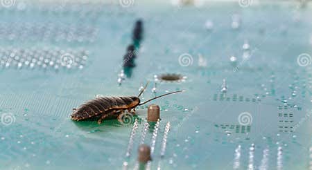 Cockroach on the Computer Microcircuits. Concept of Computer Bu Stock ...