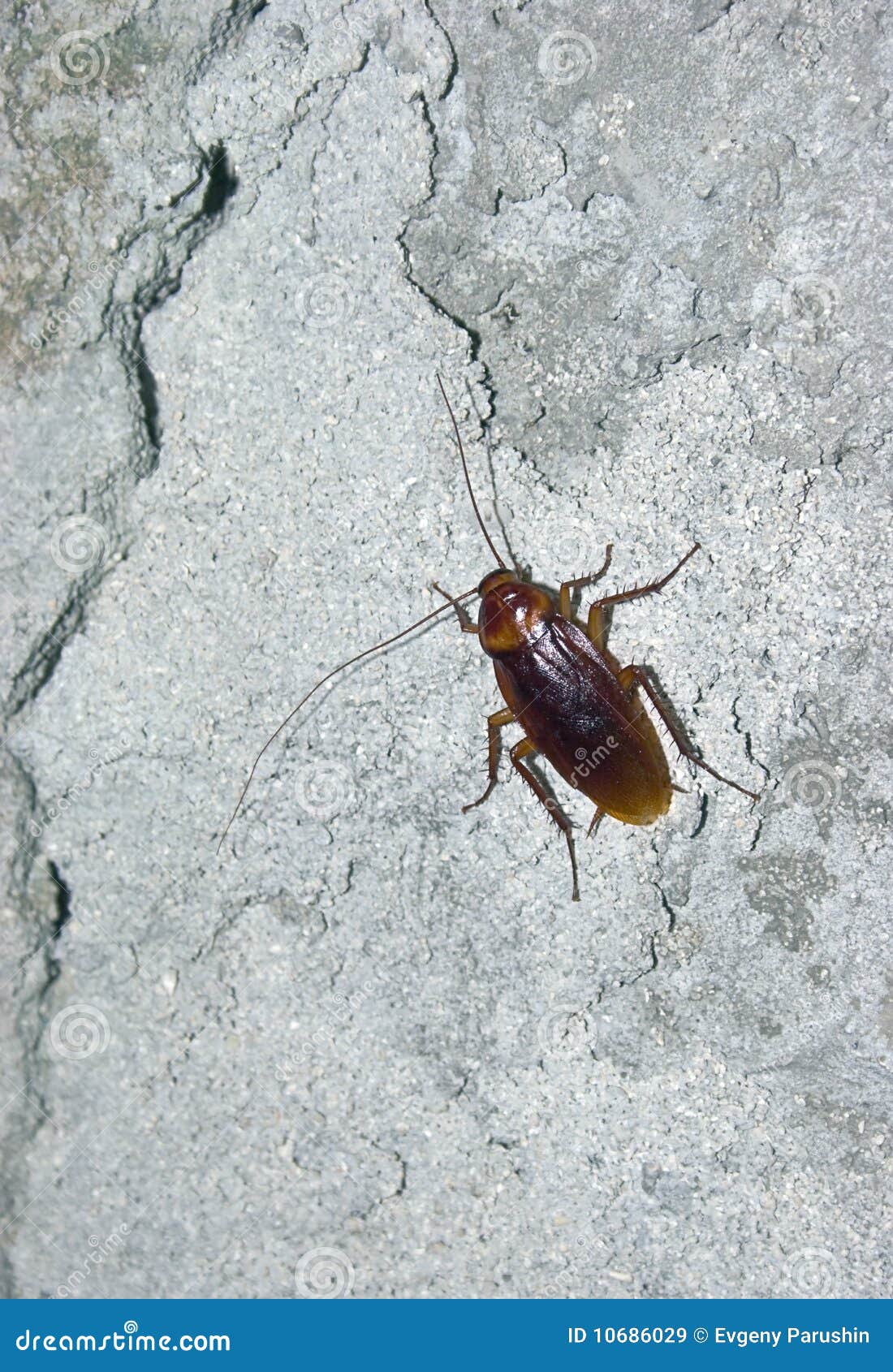 Cockroach on concrete wall stock image. Image of chirr - 10686029