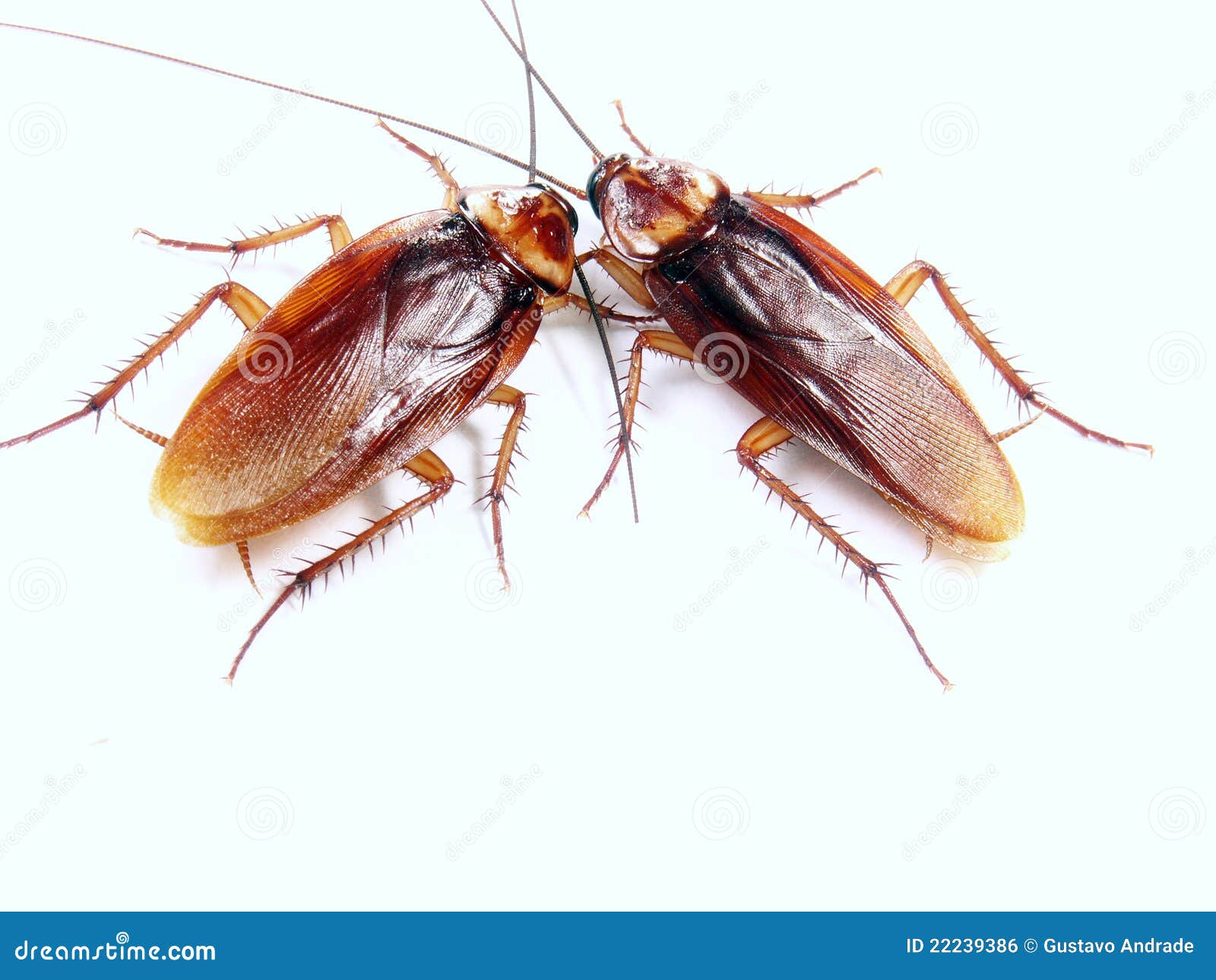 Cockroach conversation. stock photo. Image of antenna - 22239386