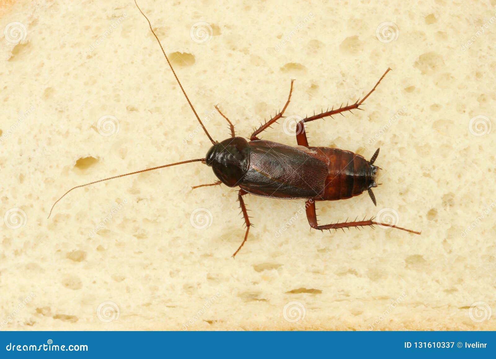 Cockroach Crawling on a Slice of Bread Stock Image - Image of food ...