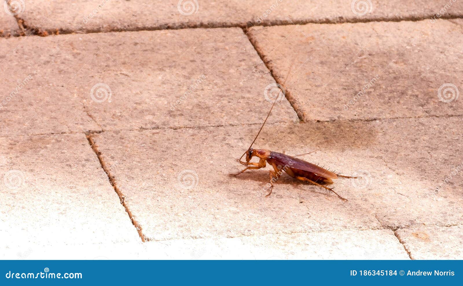 Cockroach Crawling On White Tile Wall Stock Photo | CartoonDealer.com ...