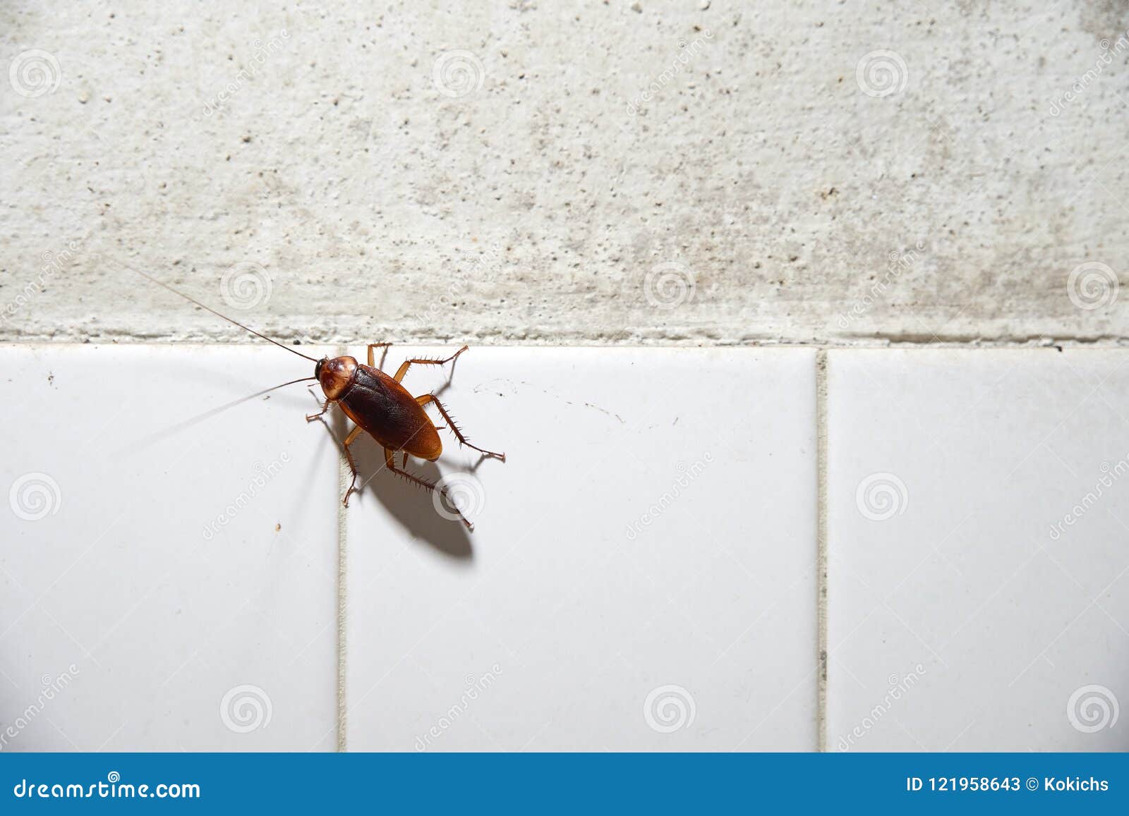 Cockroach Crawling On White Tile Wall Stock Photo | CartoonDealer.com ...