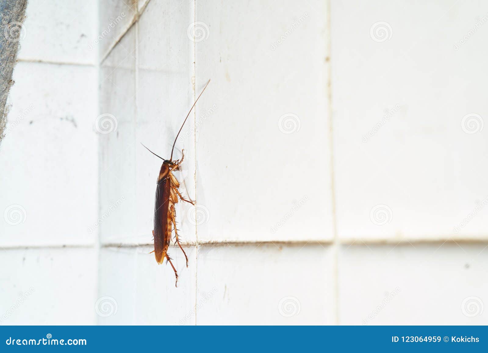 Cockroach Crawling on White Tile Wall Stock Image - Image of brown ...