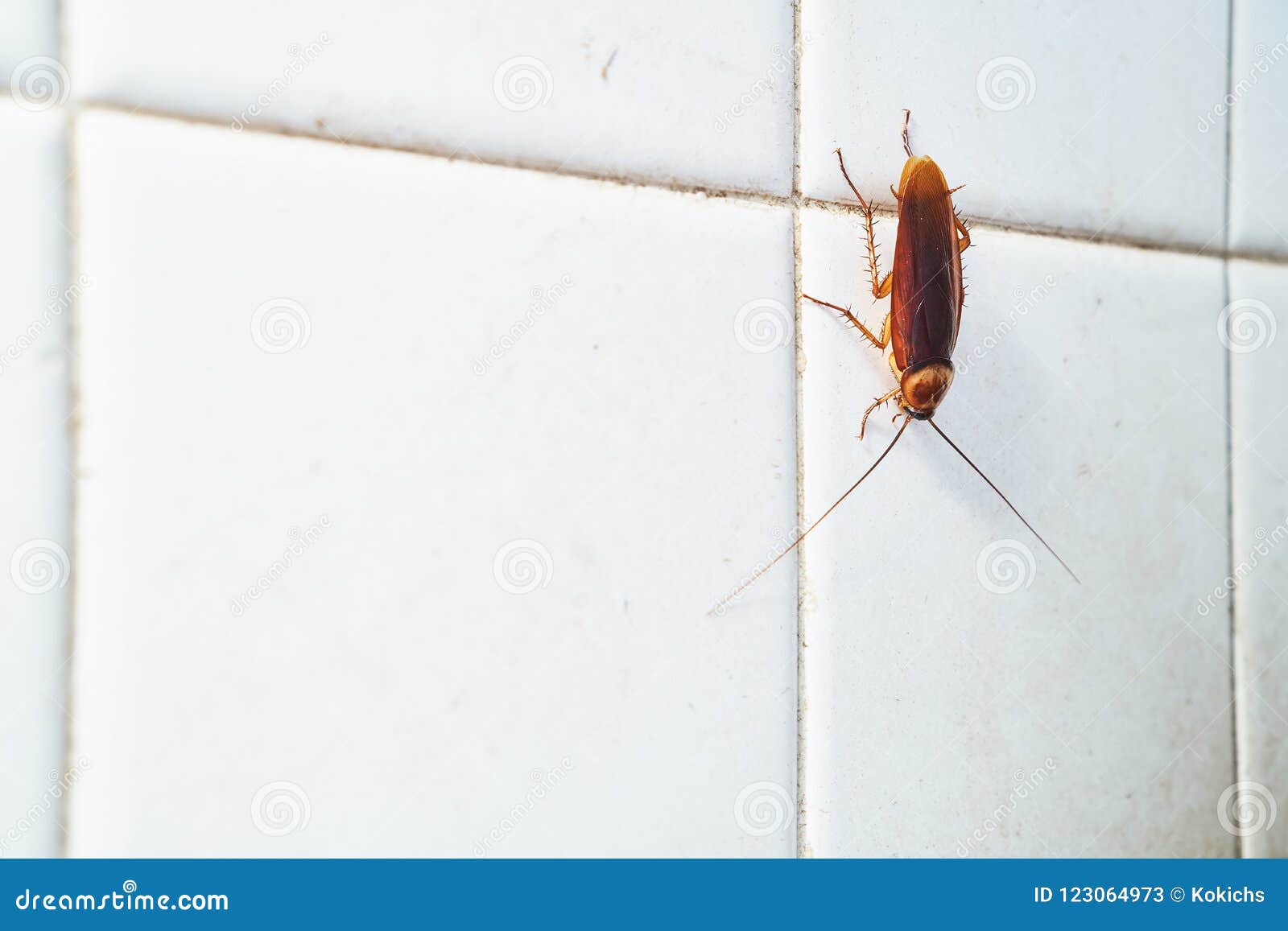 Cockroach Crawling on White Tile Wall Stock Image - Image of kitchen ...