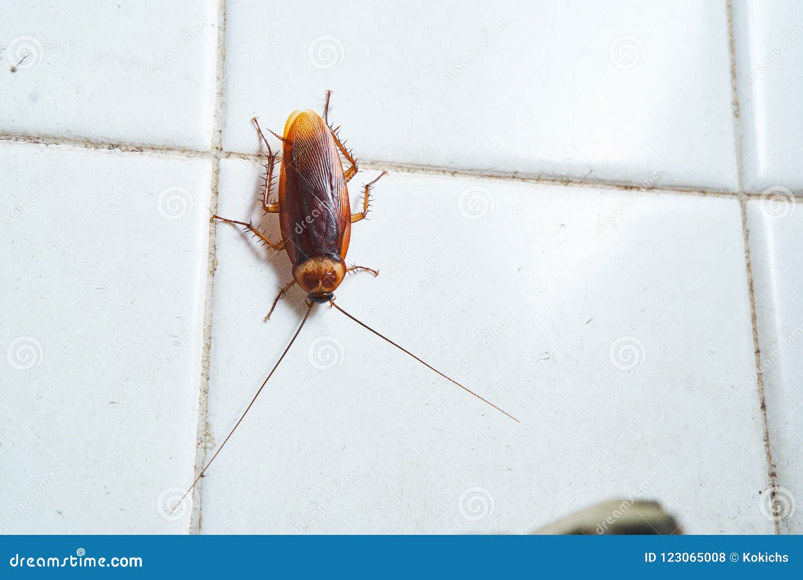 Cockroach Crawling on White Tile Wall Stock Photo - Image of movement ...