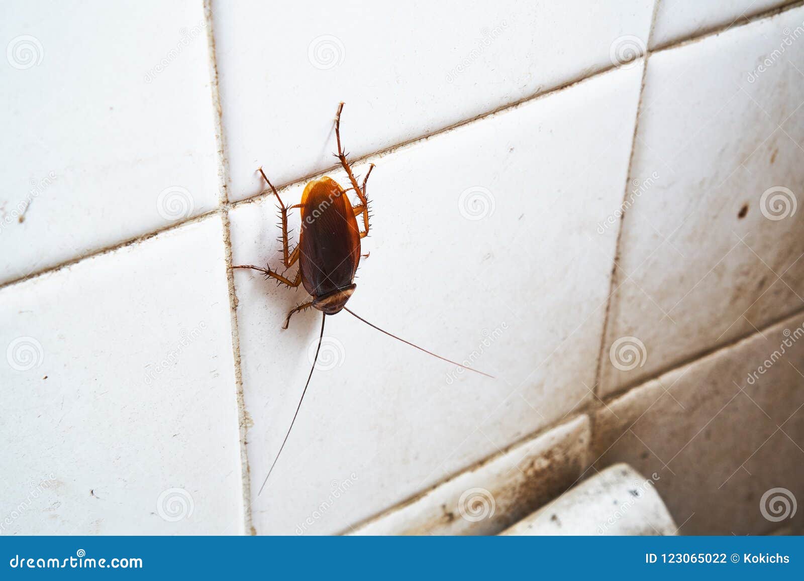 Cockroach Crawling on White Tile Wall Stock Photo - Image of ...