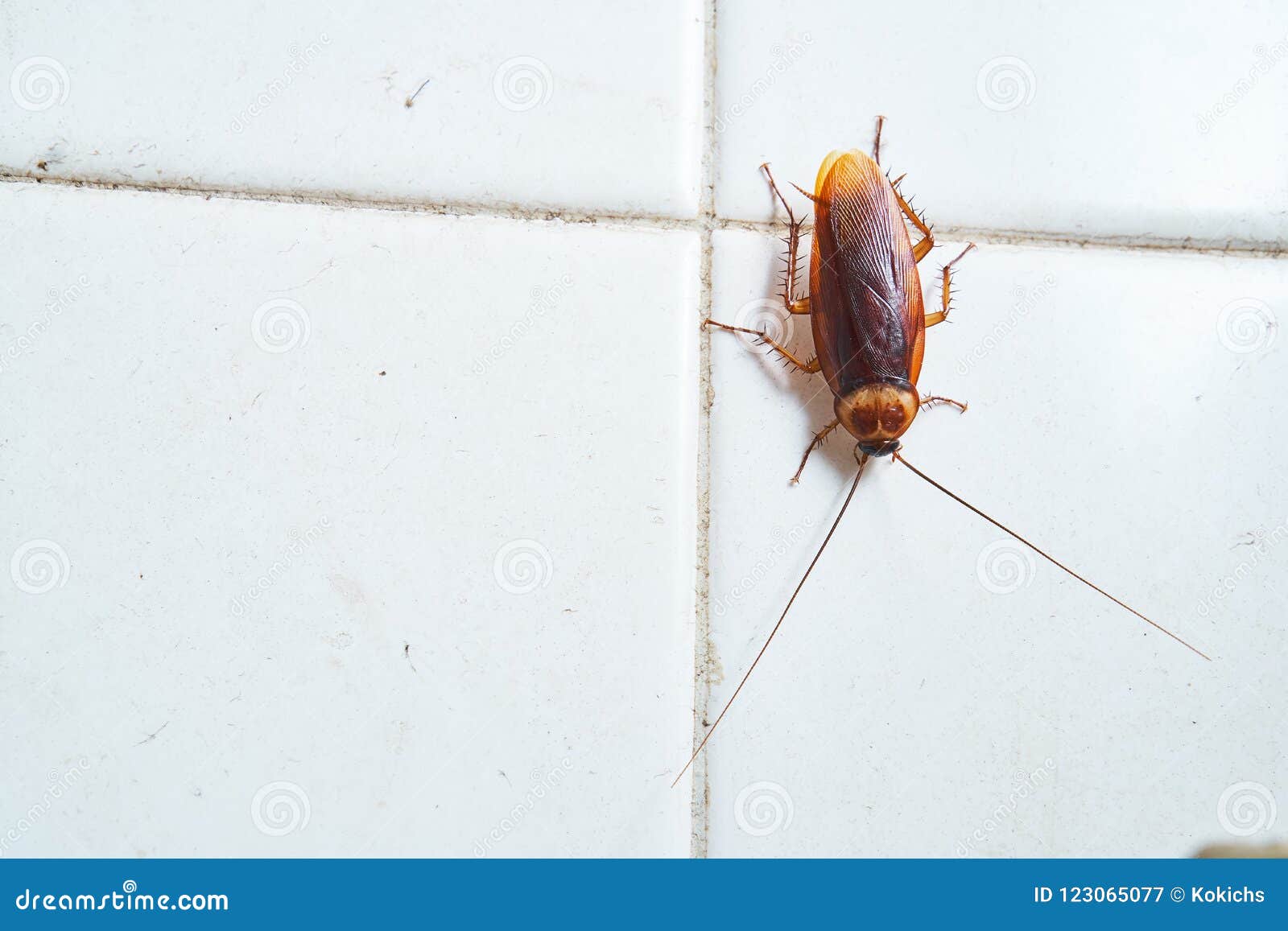 Cockroach Crawling on White Tile Wall Stock Image - Image of city, food ...